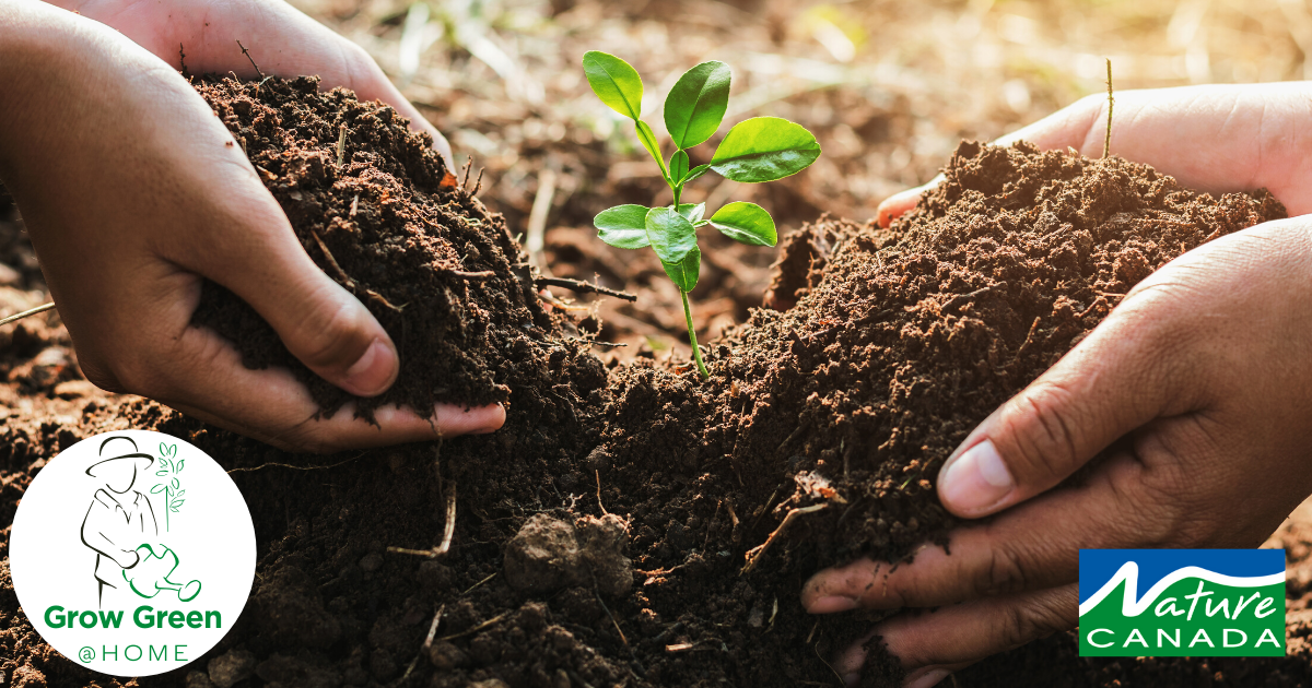 Grow Green : Grow Green @ Home